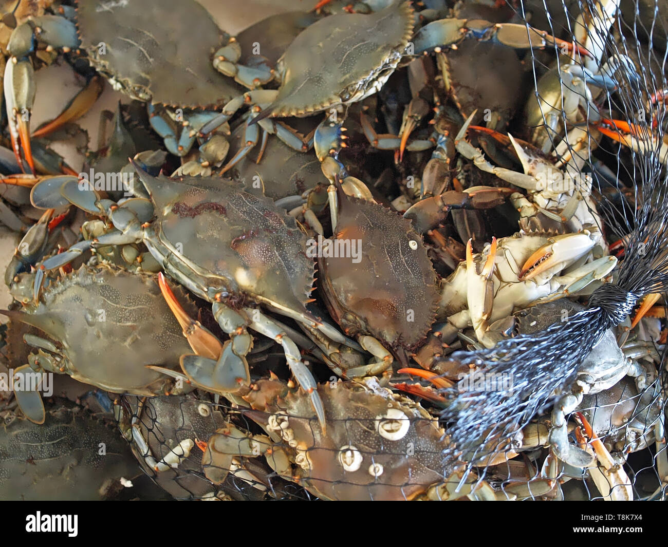 Many fresh crustaceans at a fish market Stock Photo - Alamy