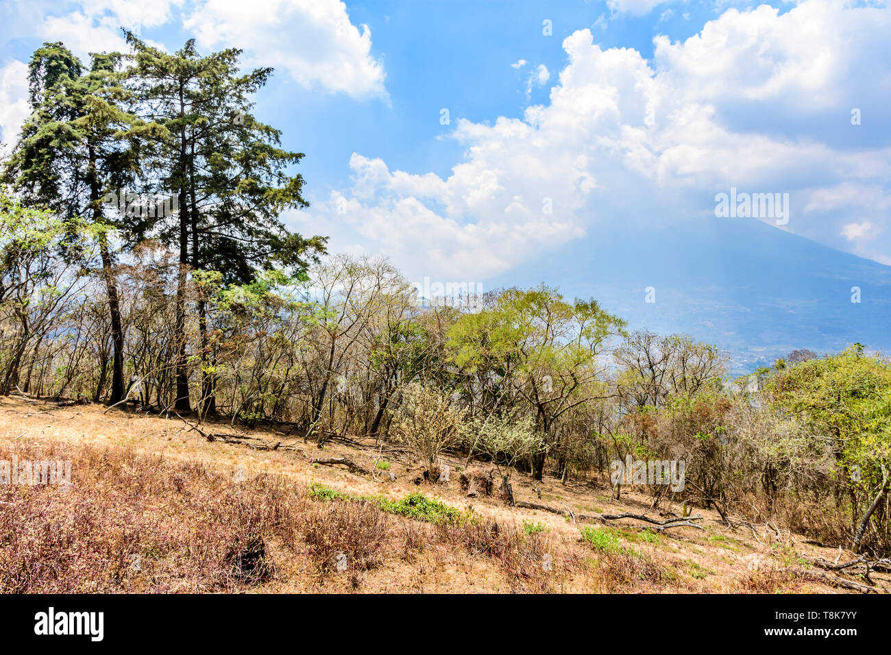 Dry vegetation on hillside at end of dry season & Agua volcano behind ...
