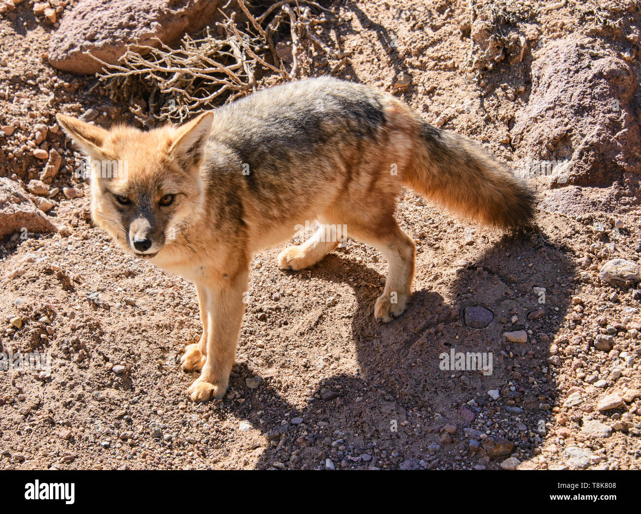 Culpeo (Lycalopex culpaeus), Andean fox in the desert, San Pedro de ...