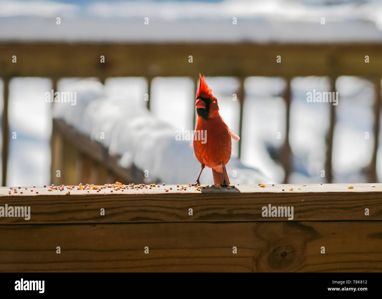 Northern cardinal eating hi-res stock photography and images - Alamy