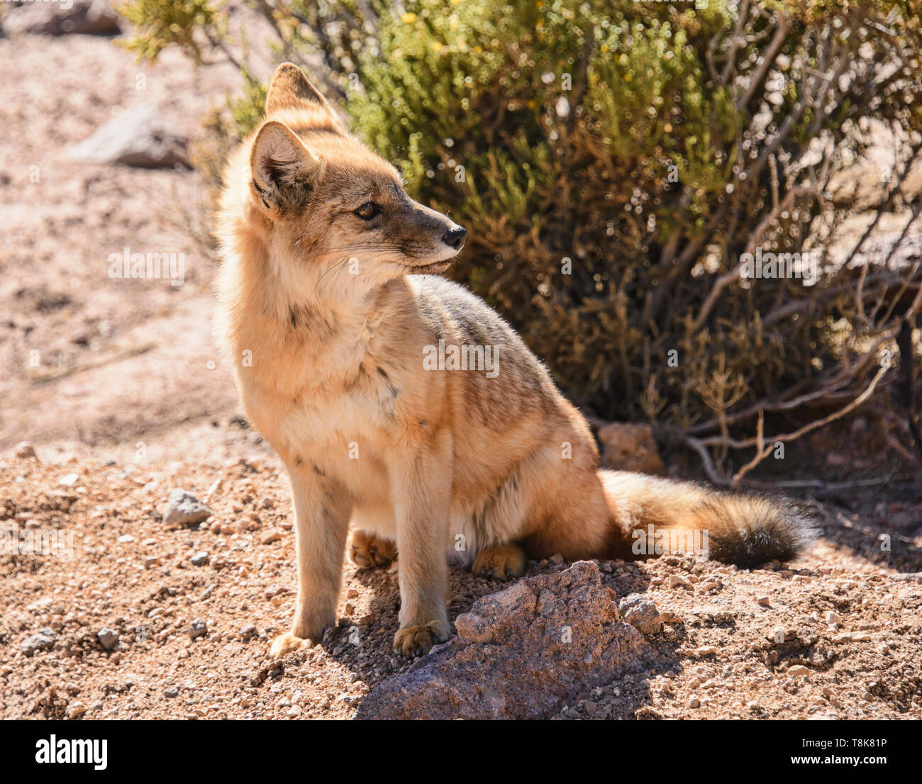 Culpeo (Lycalopex culpaeus), Andean fox in the desert, San Pedro de ...