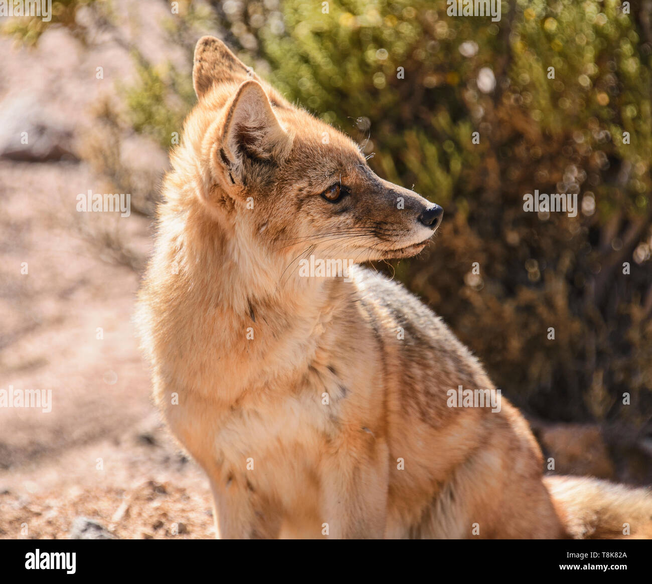 Culpeo (Lycalopex culpaeus), Andean fox in the desert, San Pedro de ...