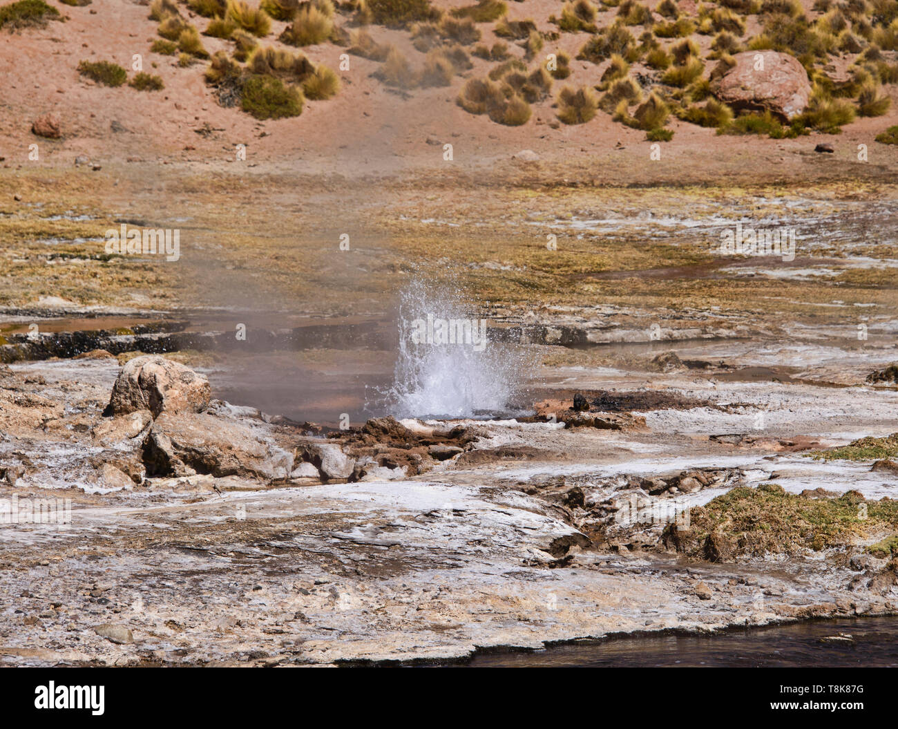 The Geyser At The Rio Blanco El Tatio San Pedro De Atacama Chile