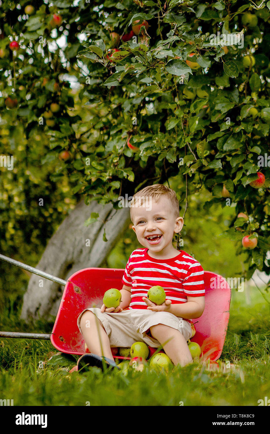 Child picking apples on a farm. Little boy playing in apple tree ...