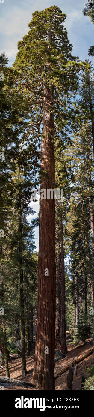 Panorama Sequoiadendron giganteum (Giant Sequoia) in Sequoia National Park Stock Photo - Alamy