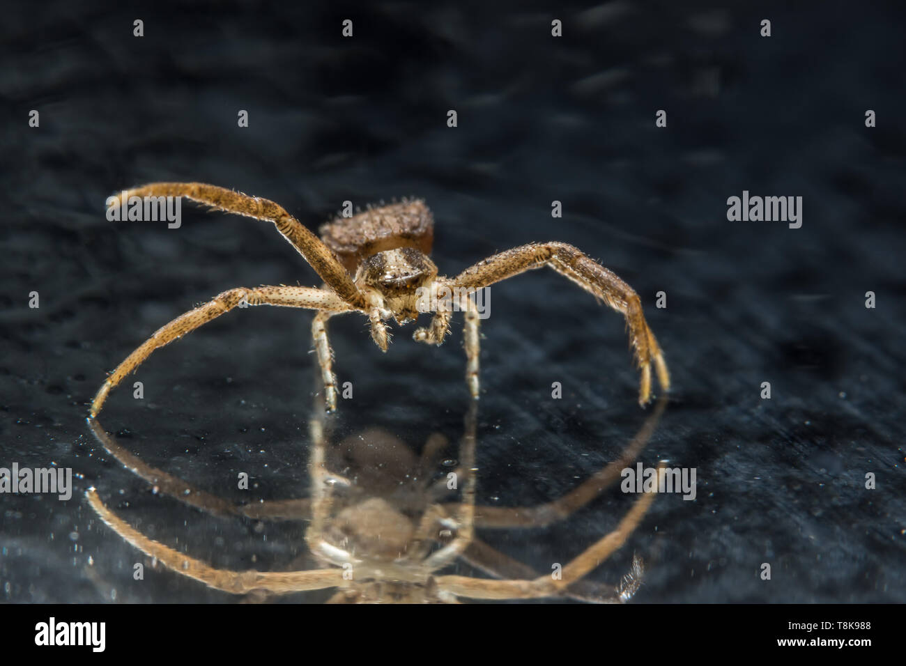 Macro spider on glass Stock Photo - Alamy