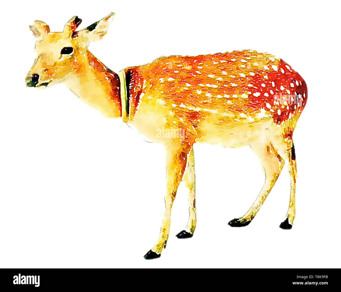 Colorful watercolor hand-painted art illustration : deer / reindeer ...