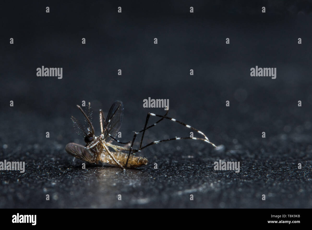 Macro mosquitoes die Stock Photo - Alamy