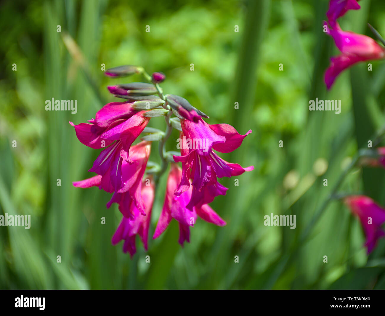 Sword lily family hi-res stock photography and images - Alamy