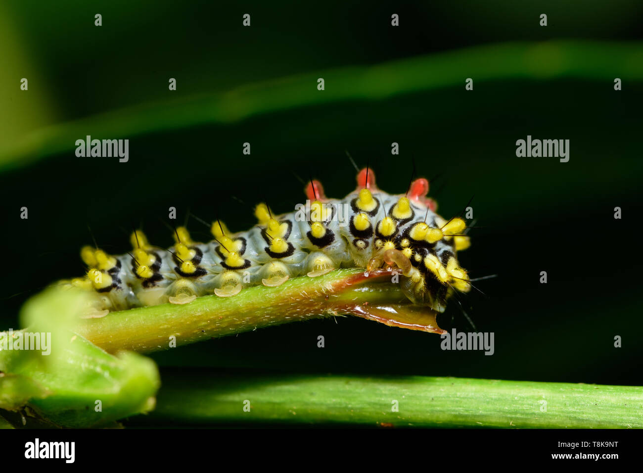 Worm Macro on a Wood Stock Photo - Alamy