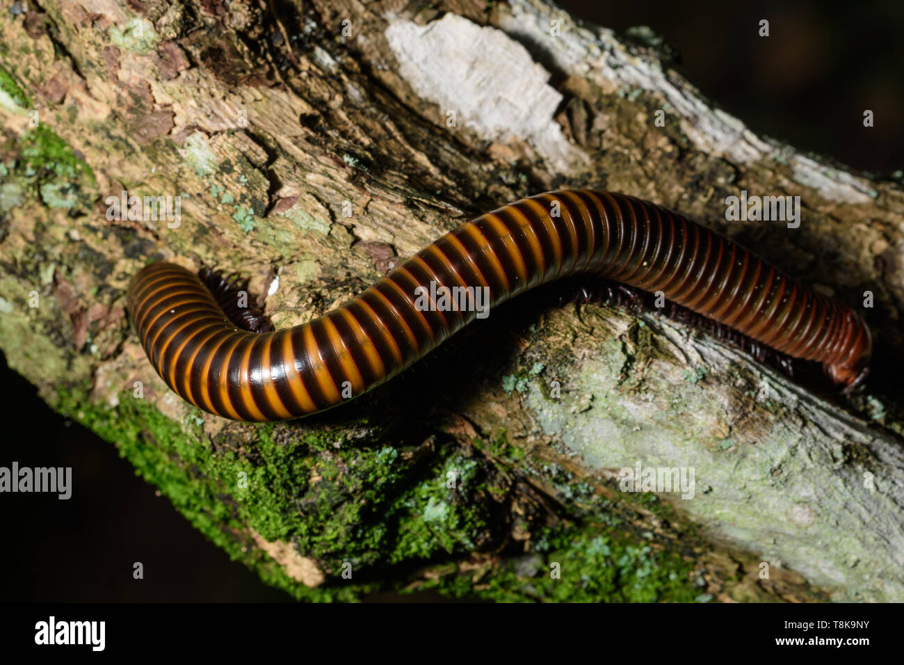 Millipede macro on leaves Stock Photo - Alamy