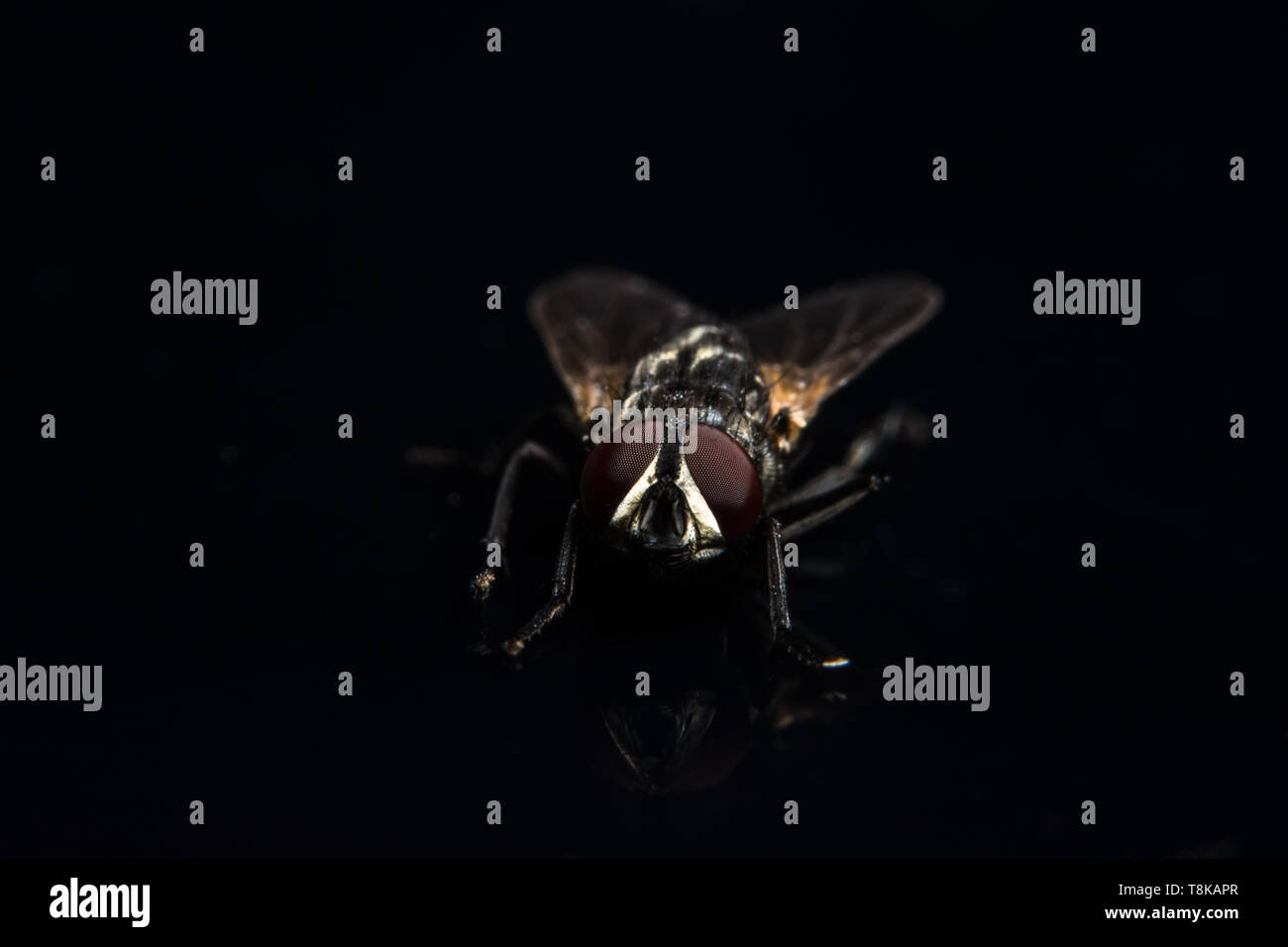 Take a closer shot of Diptera Stock Photo - Alamy
