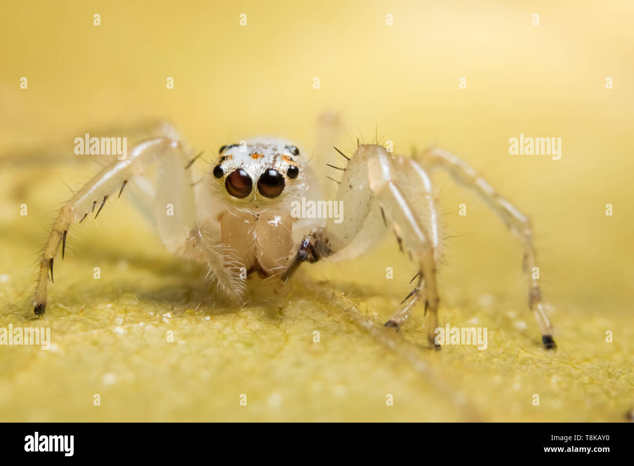 Macro Animal Spider Stock Photo - Alamy