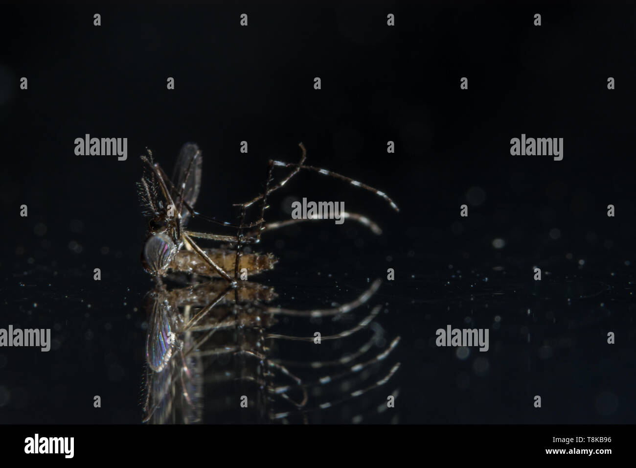 Macro mosquitoes die Stock Photo - Alamy