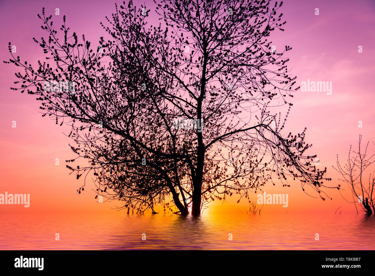 magical sunrise with tree. Beautiful landscape image with trees ...
