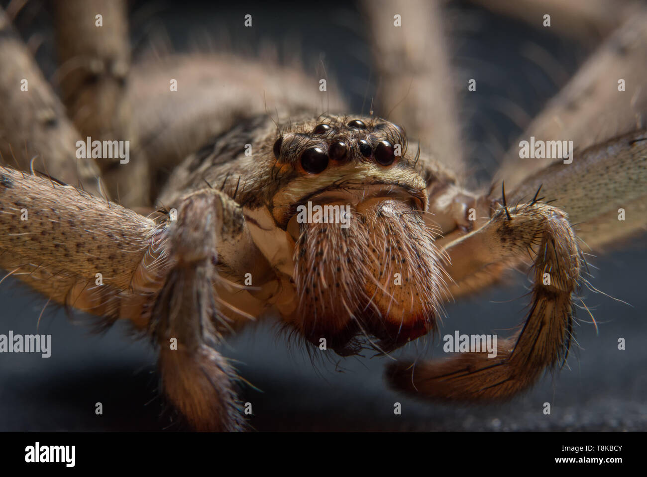 Macro Spider Bokeo Background Stock Photo - Alamy