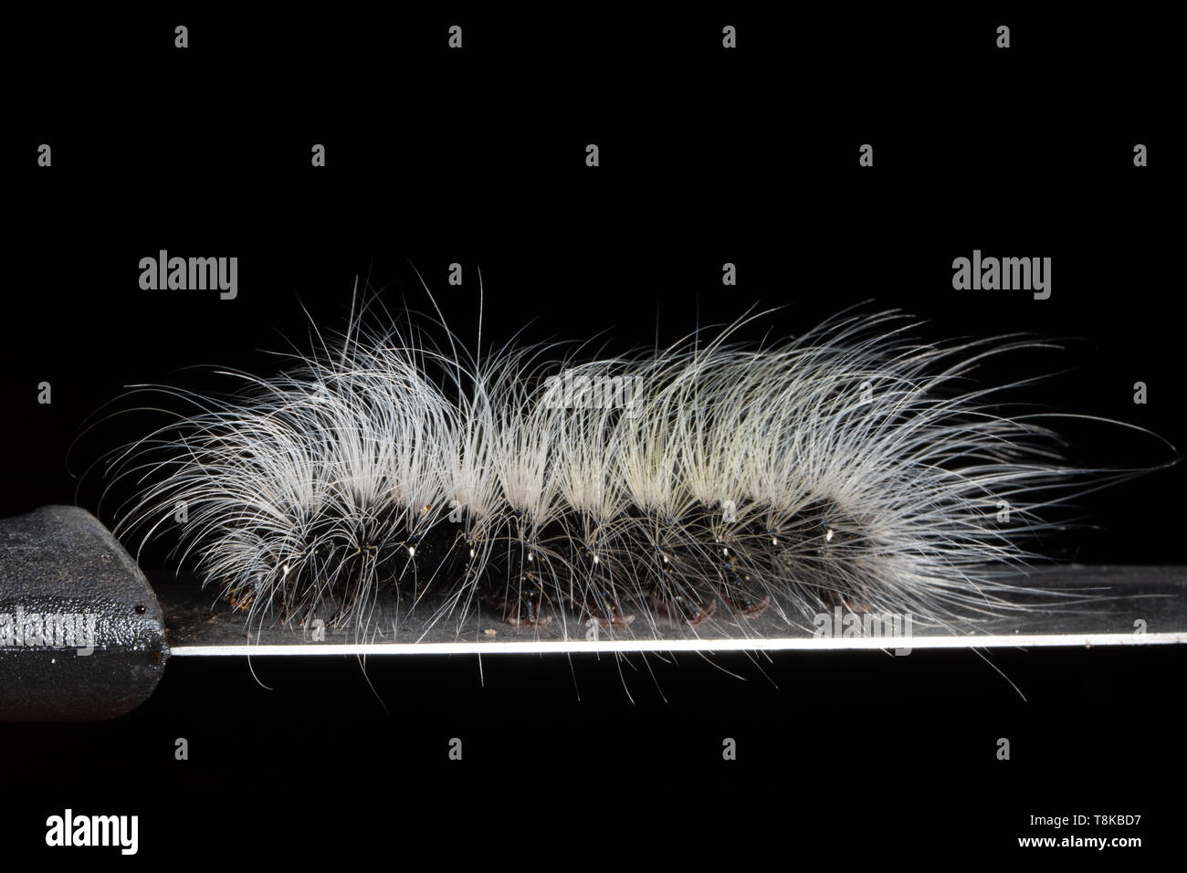 Worm Macro on a Wood Stock Photo - Alamy