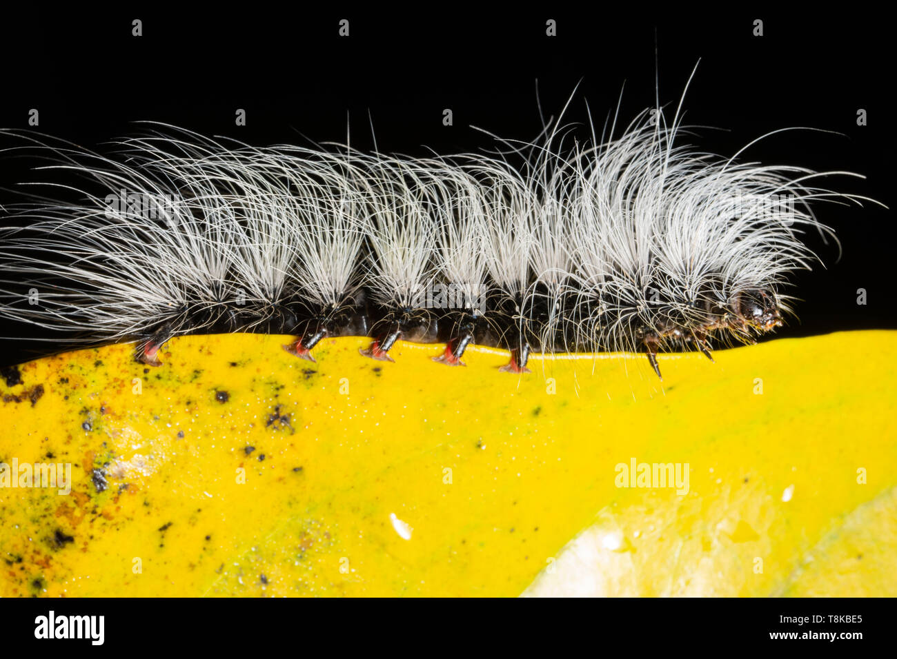 Worm Macro on a Wood Stock Photo - Alamy