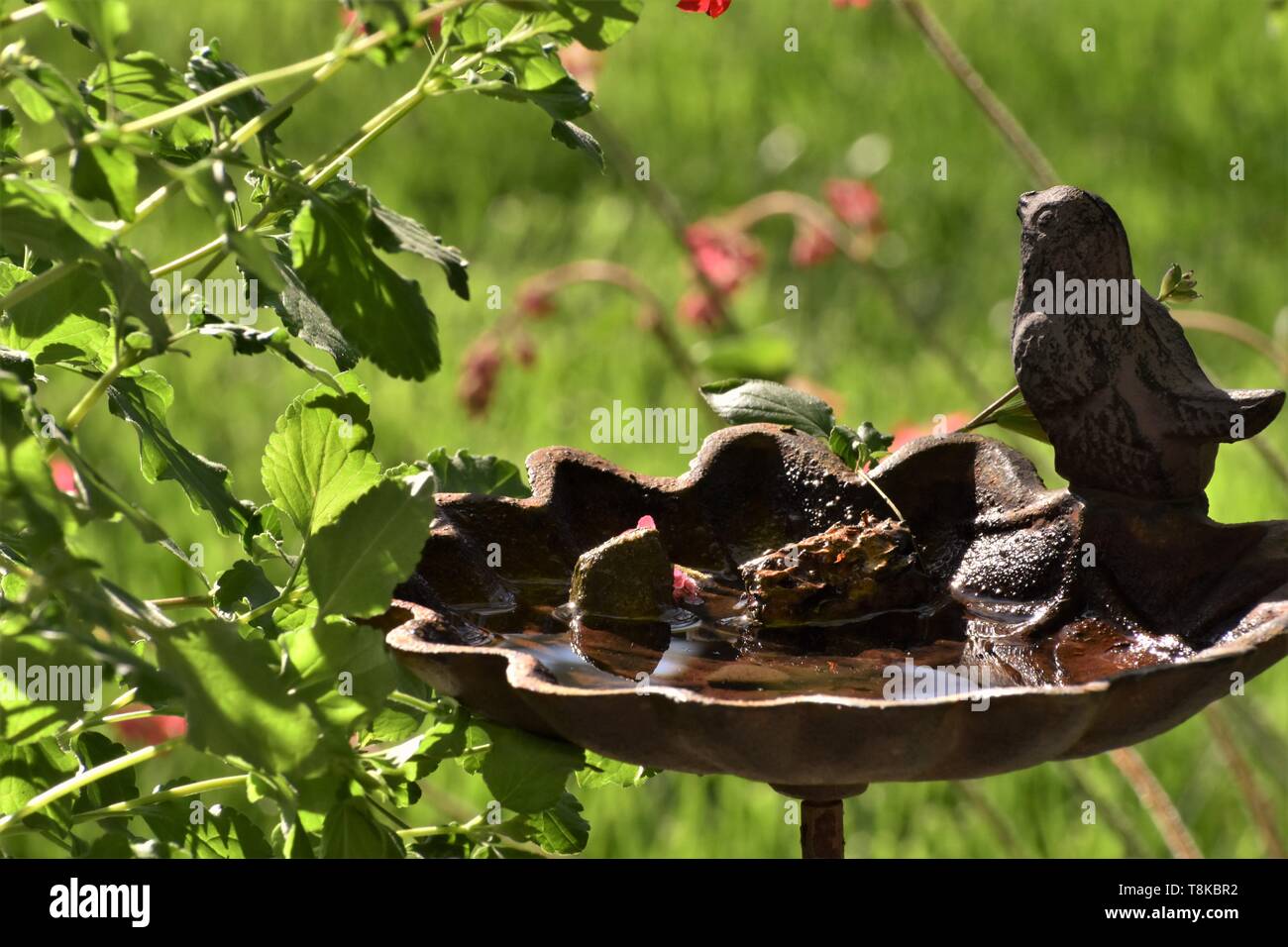 Bloom bath hi-res stock photography and images - Alamy