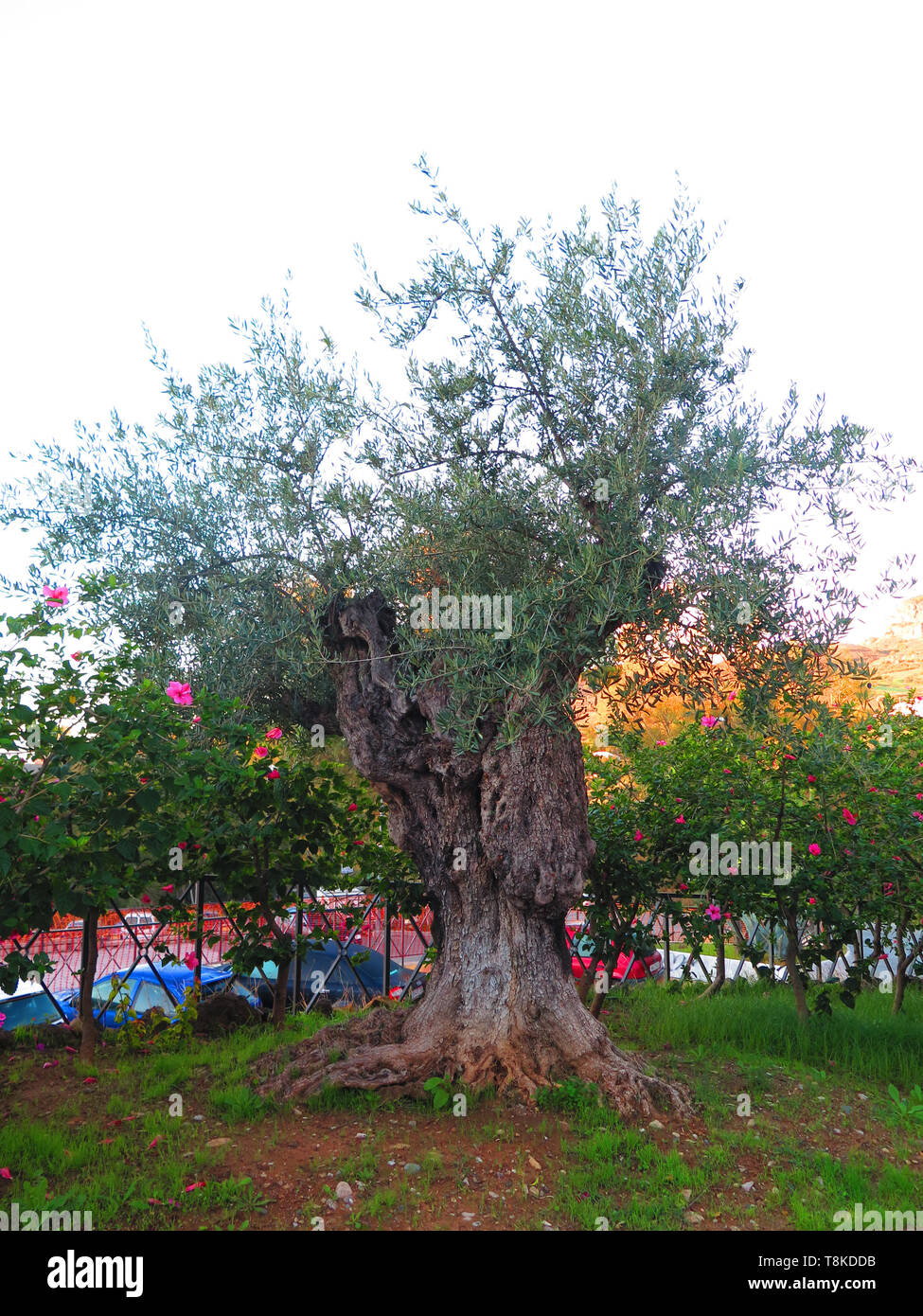 Gnarled olive tree hi-res stock photography and images - Alamy