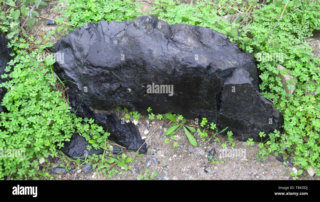 Large black shiny rock in shamrock like weeds on roadside verge in ...
