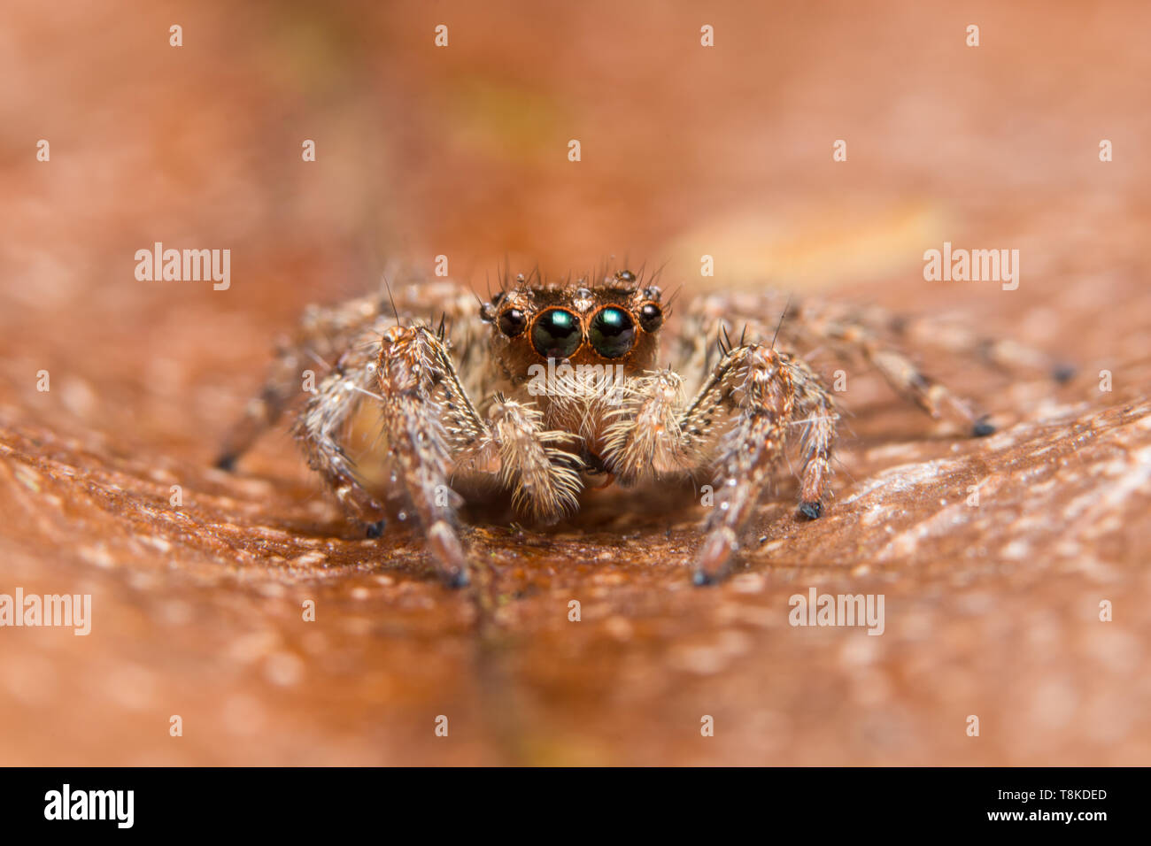 Macro Animal Spider Stock Photo - Alamy
