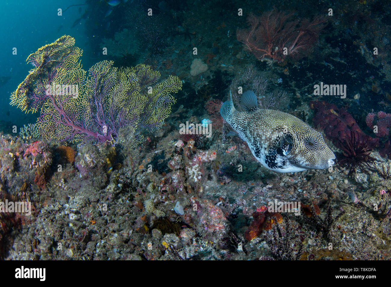 Map puffer arothron mappa hi-res stock photography and images - Alamy