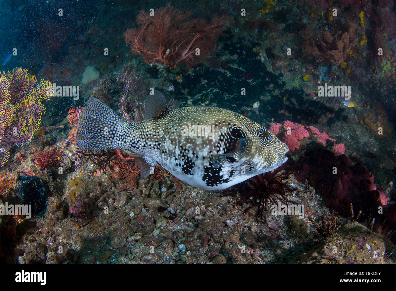Map puffer (Arothron mappa), Raja Ampat, West Papua, Indonesia Stock ...