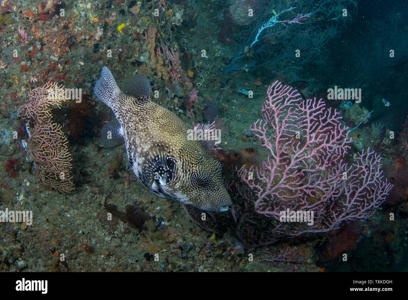 Map puffer (Arothron mappa) with Alcyonacea soft coral, Raja Ampat ...