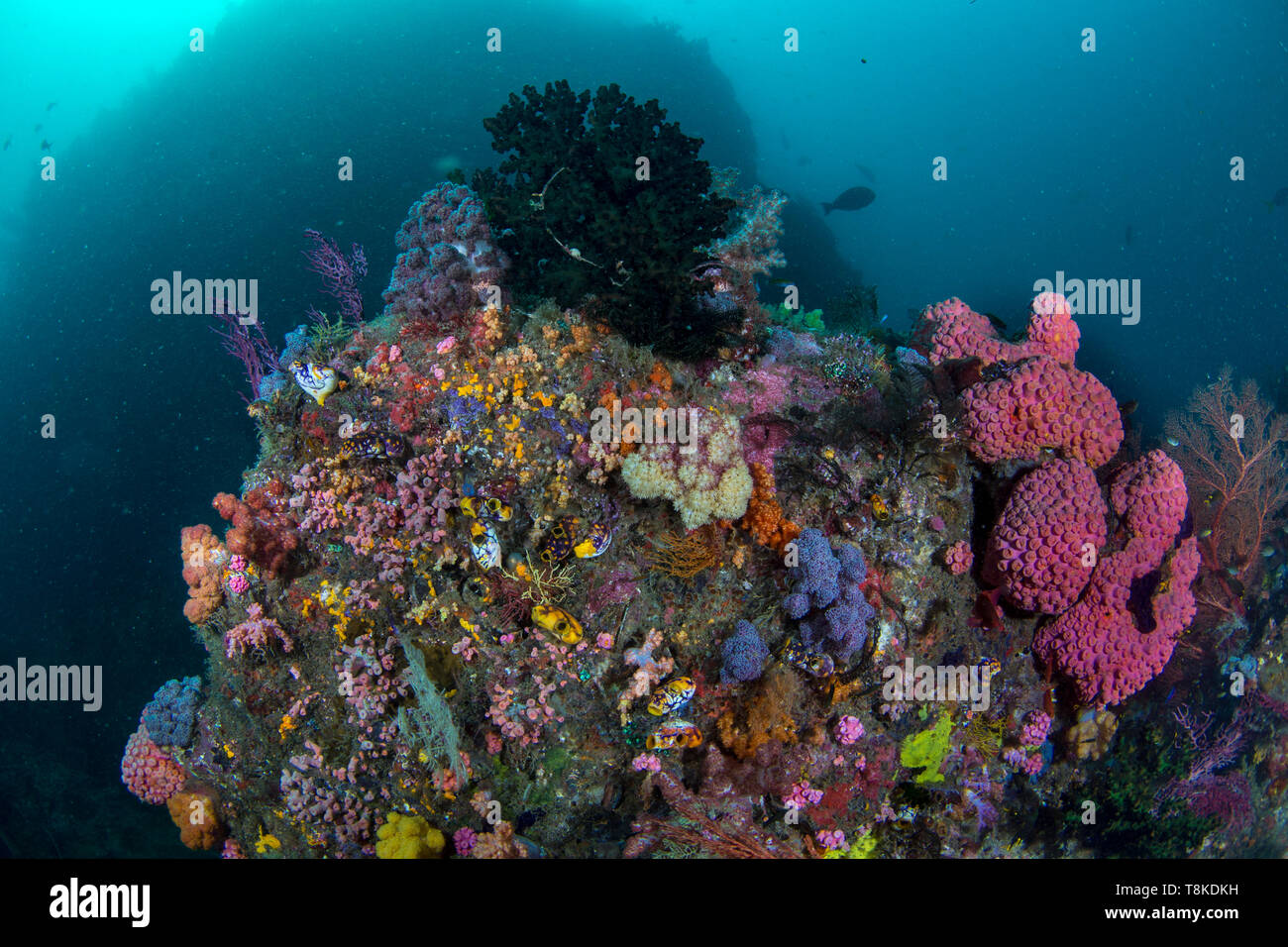 Rock covered with Alcyonacea soft corals, gold-mouth sea squirt ...