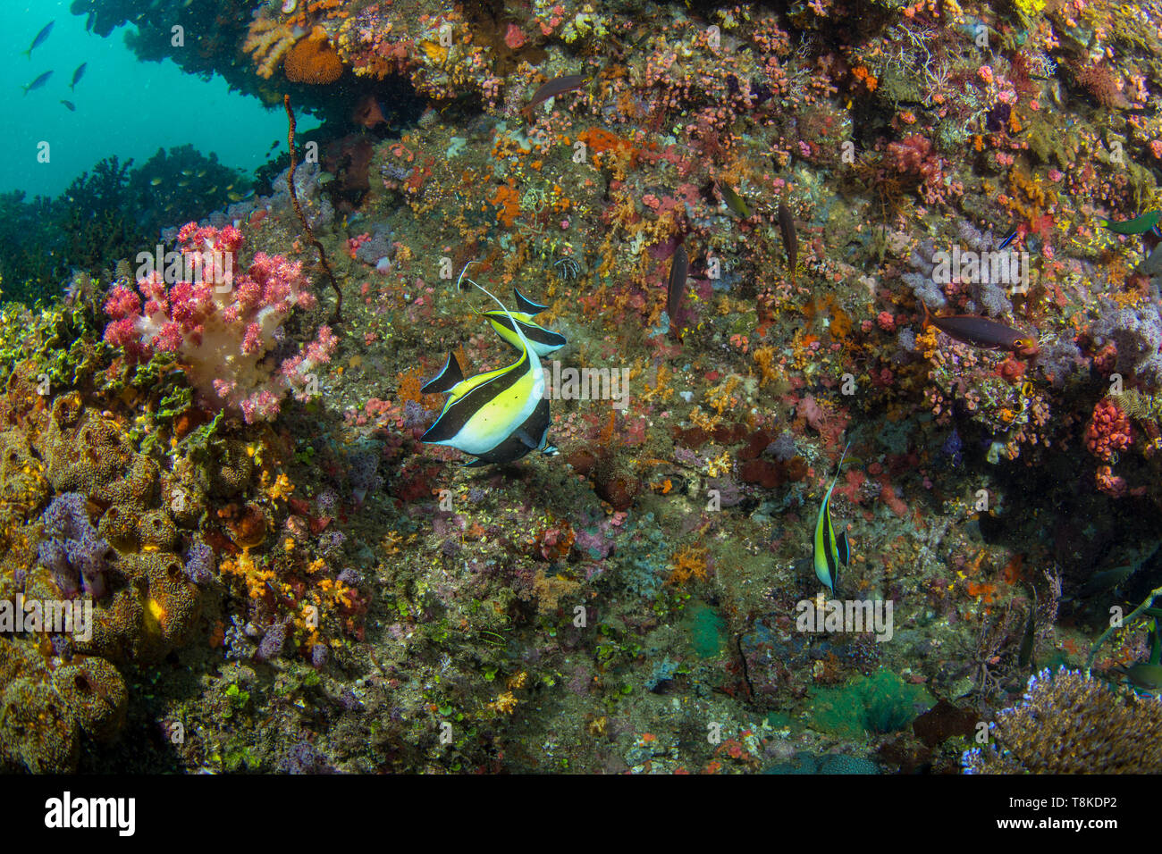 Fusilier fish (philippines) hi-res stock photography and images - Alamy