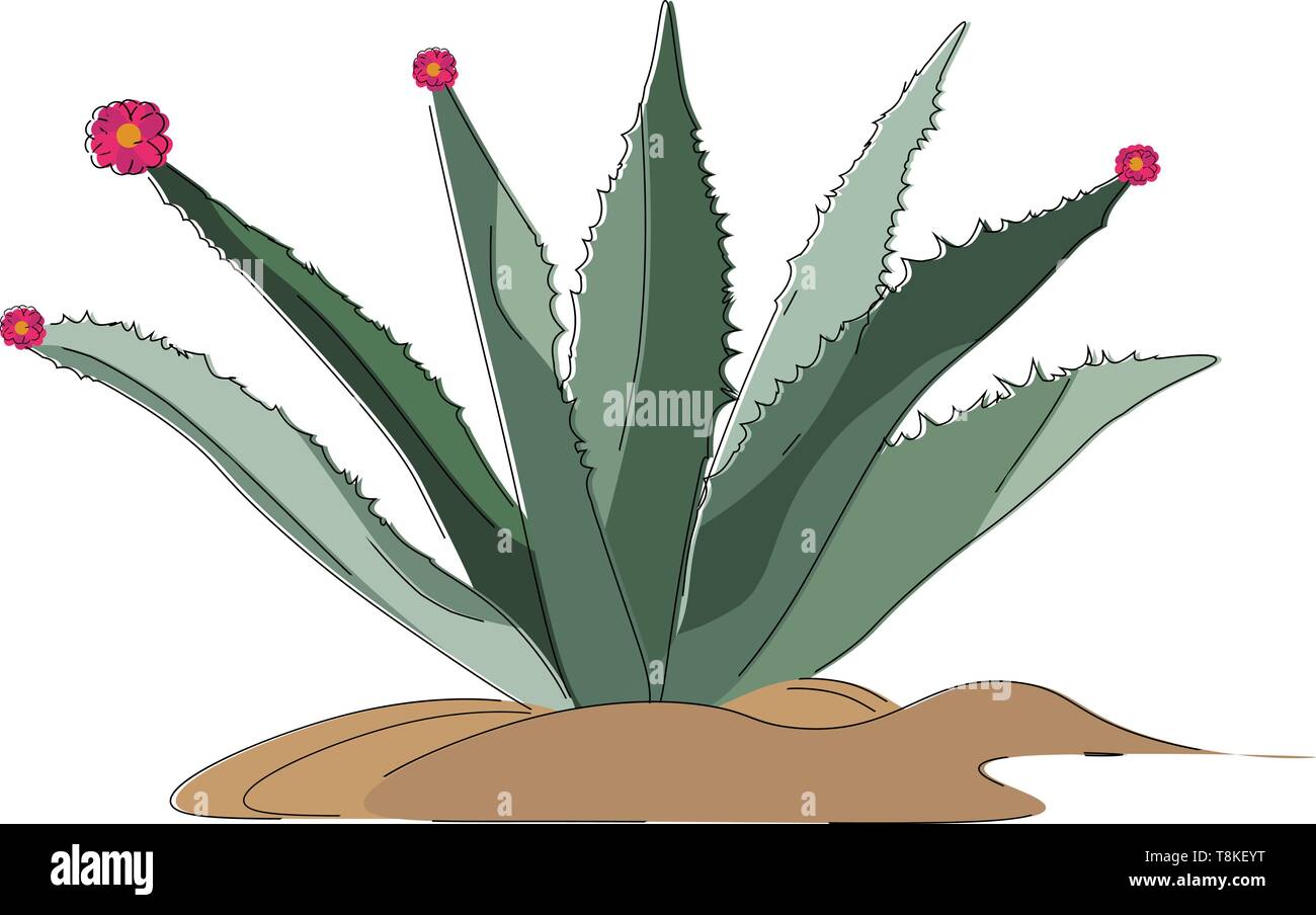 Agave cactus in mexico Stock Vector Images - Alamy