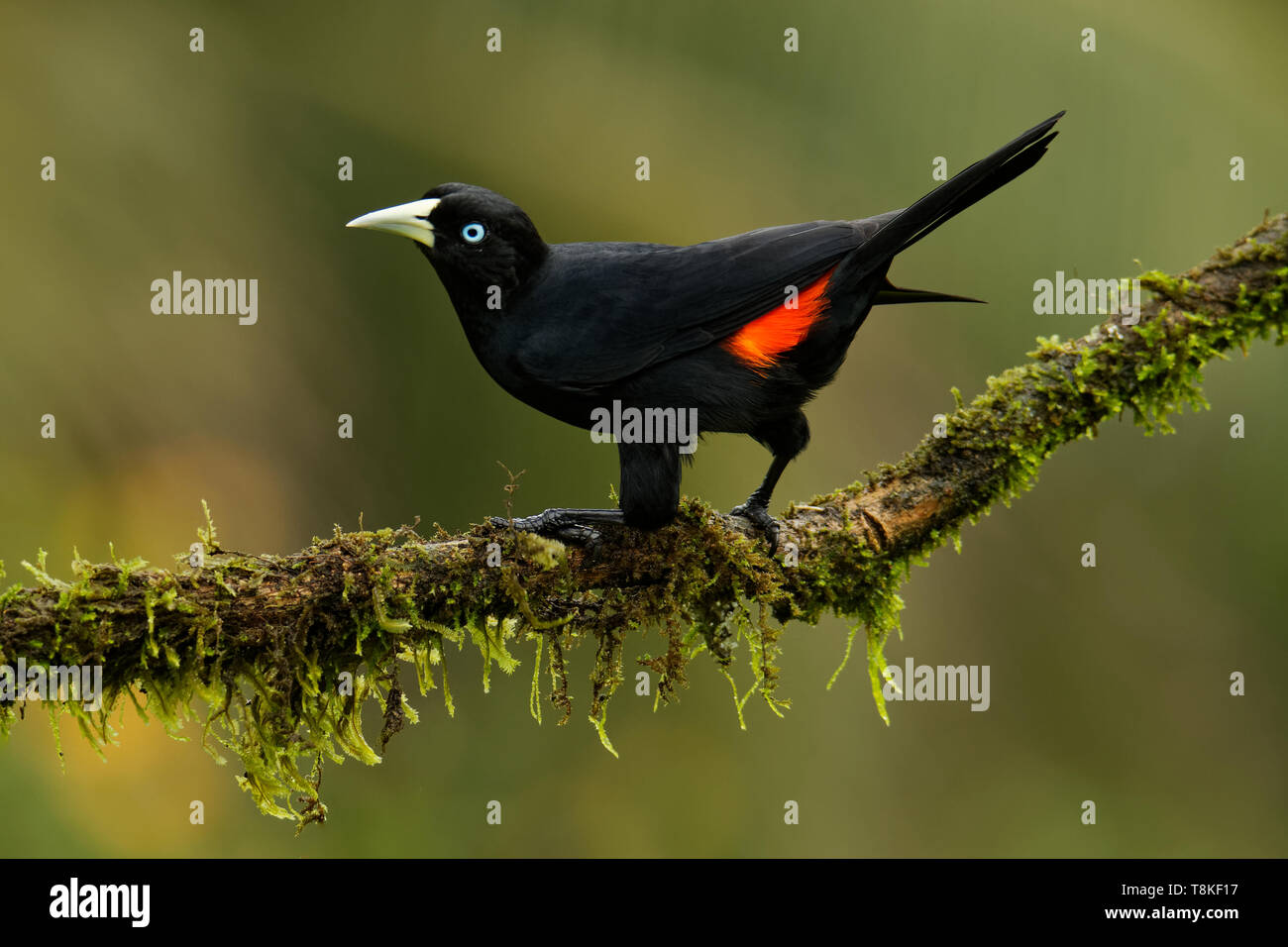 Scarlet-rumped Cacique - Cacicus microrhynchus uropygialis passerine ...