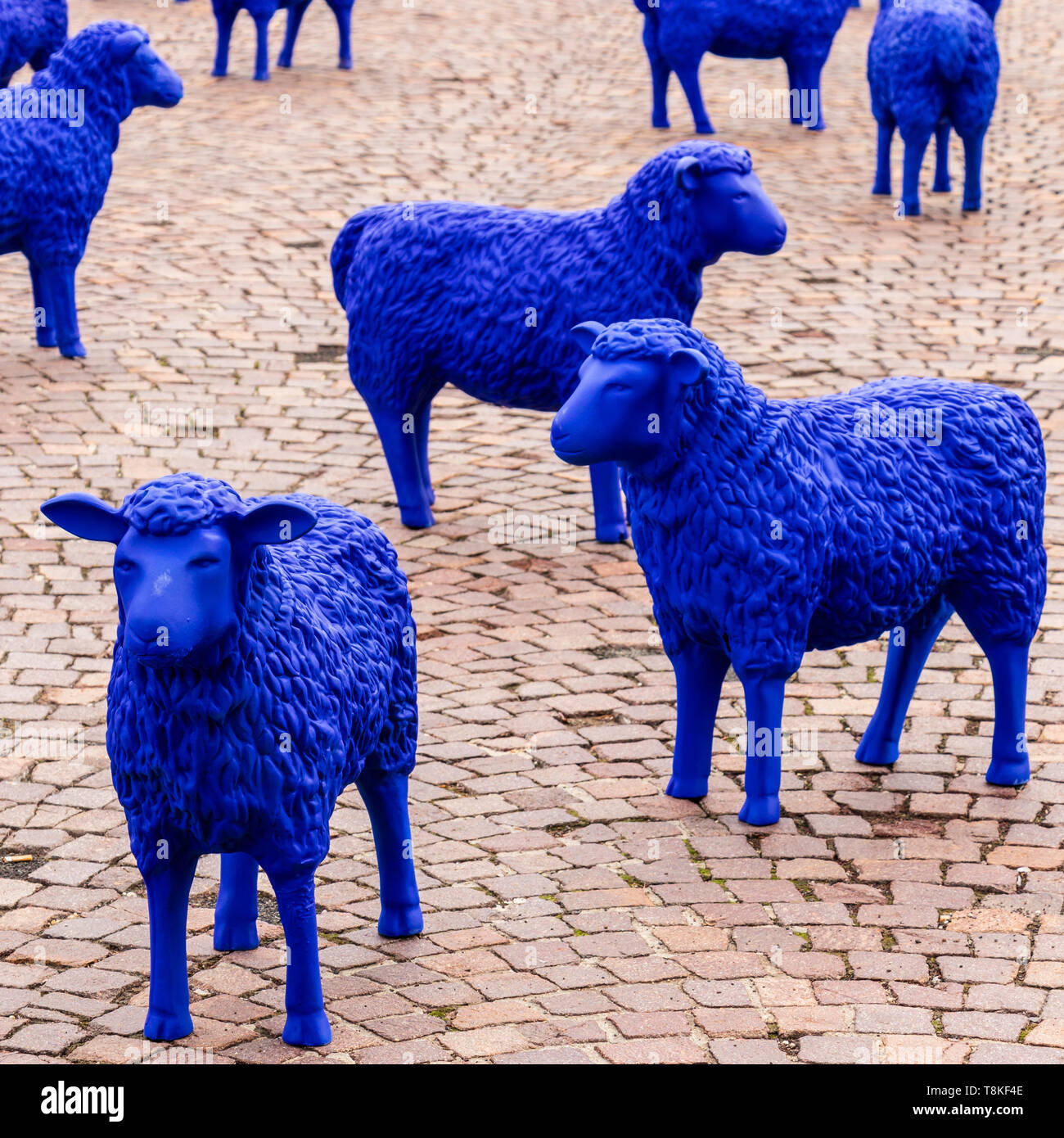 Sheep marketplace hi-res stock photography and images - Alamy