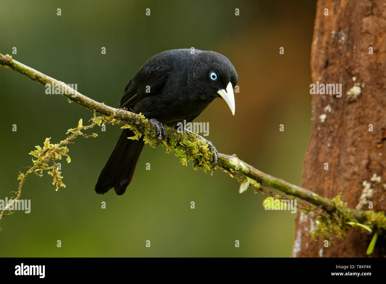 Scarlet-rumped Cacique - Cacicus microrhynchus uropygialis passerine ...