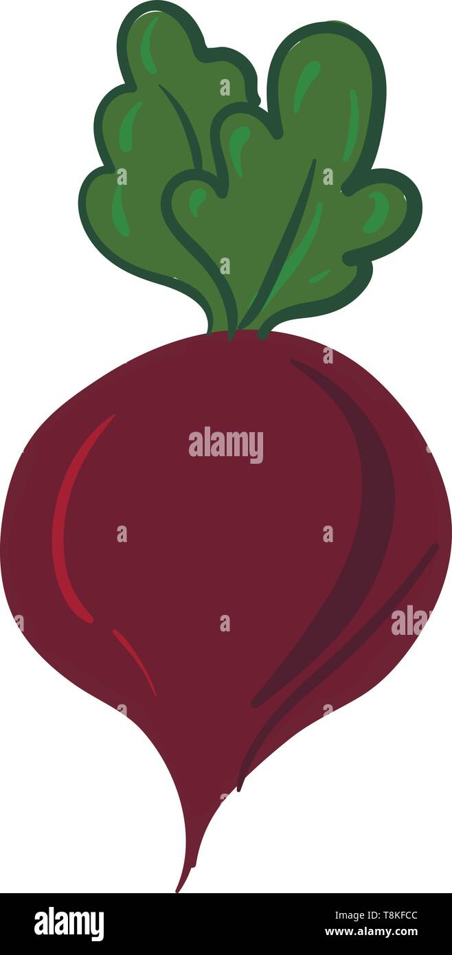 It is a biennial plant having a swollen edible root, widely cultivated ...