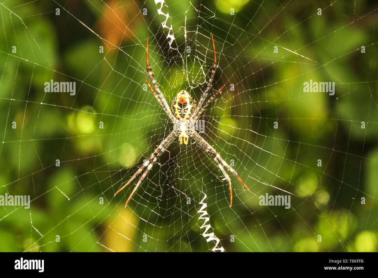 Spider hanging on net Stock Photo - Alamy