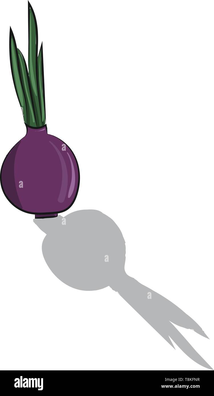 It is a vegetable having hollow leaves and round edible bulb that grown ...