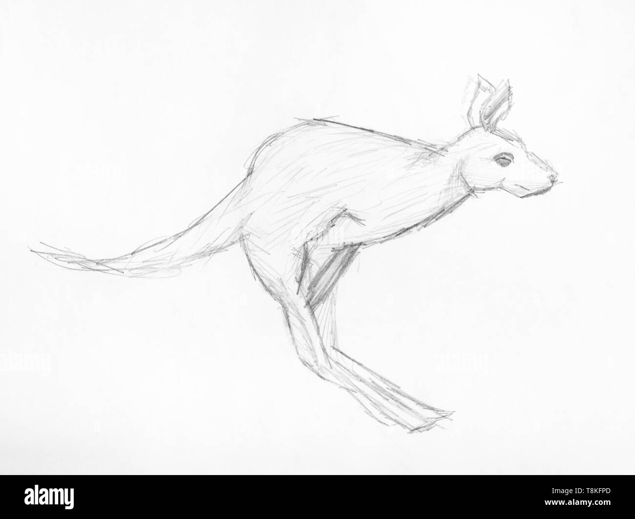 Kangaroo Jumping Drawing