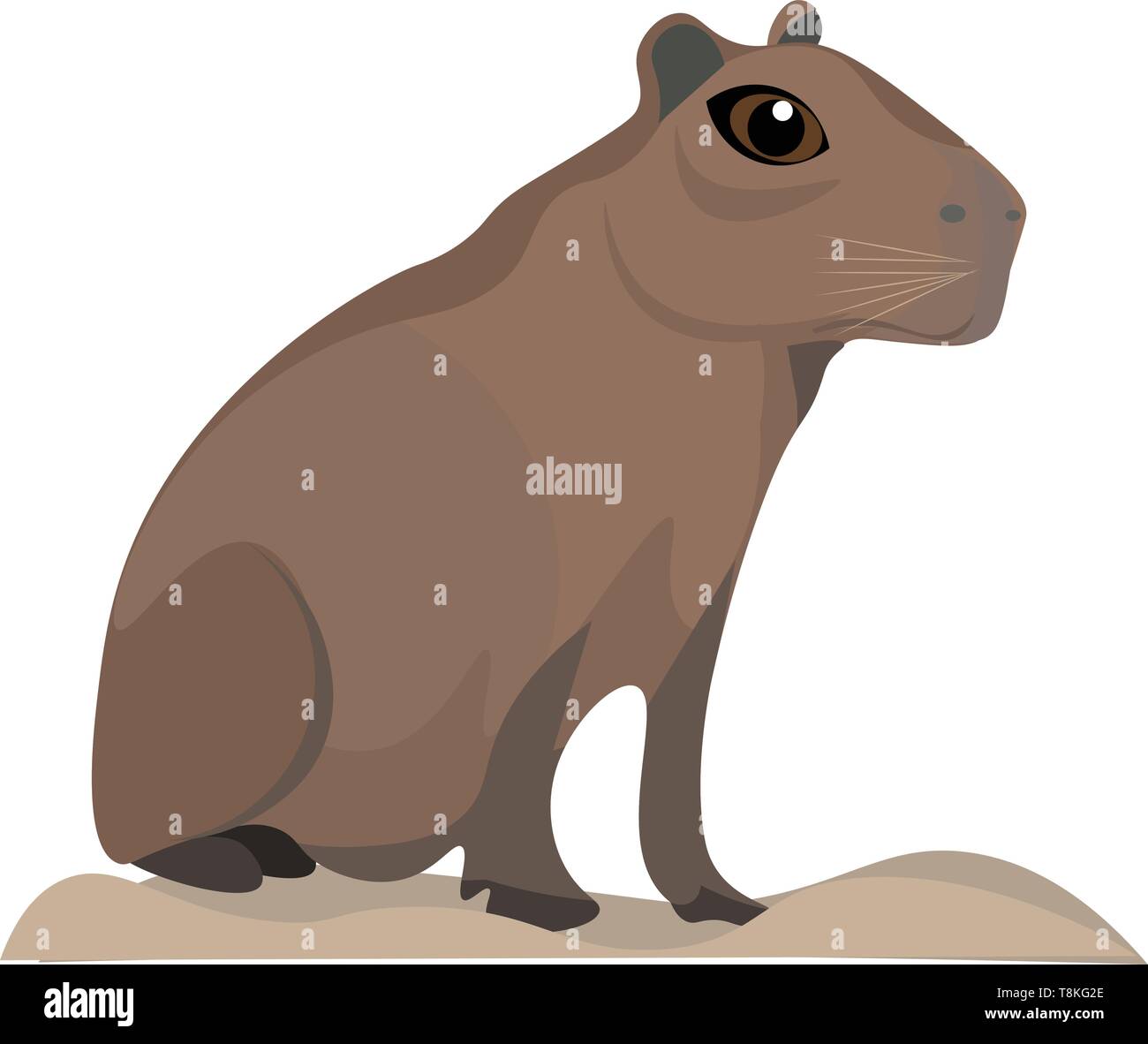 It is a pig-sized South American rodent and it is tailless., vector ...