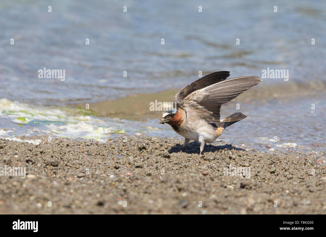 American Cliff Swallow Stock Photo - Alamy