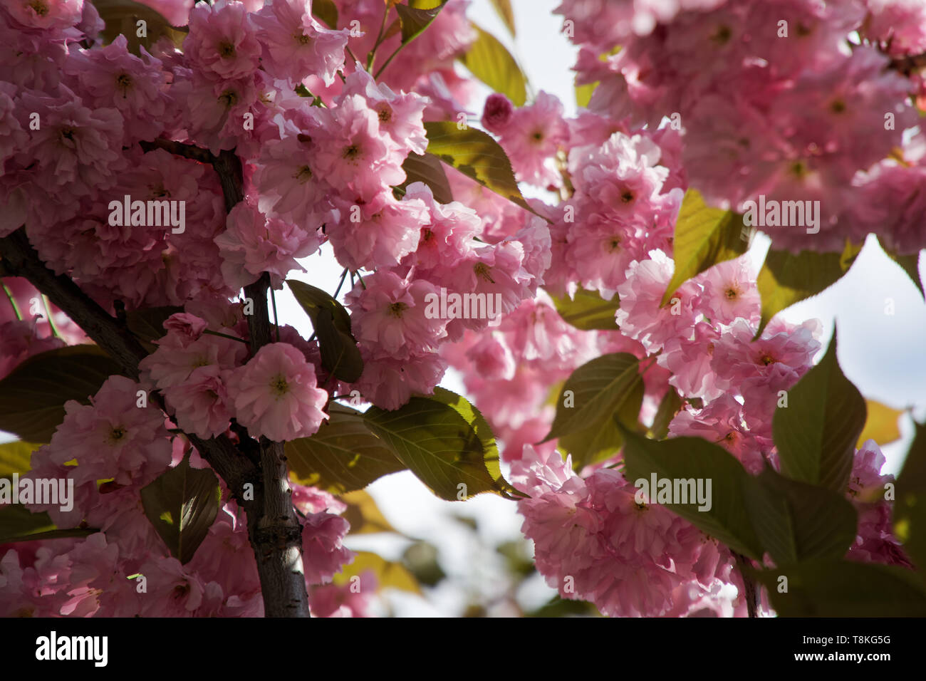 Blossom sakura cherry tree hi-res stock photography and images - Alamy