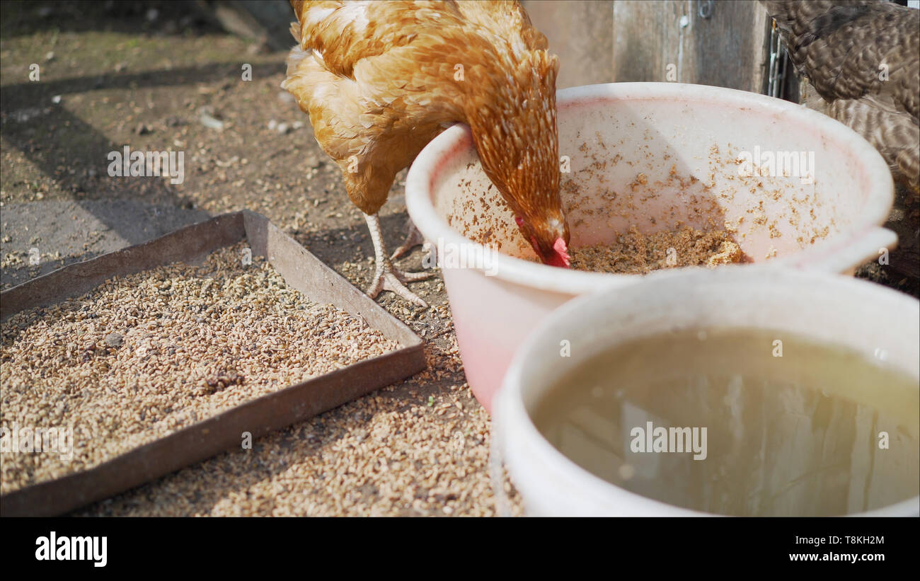 Chicken eats from the garbage can. Chicken eats Stock Photo - Alamy