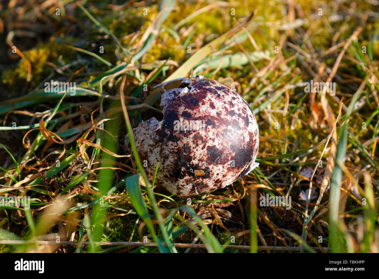 An unidentified broken bird egg shell lies on the floor at top of ...