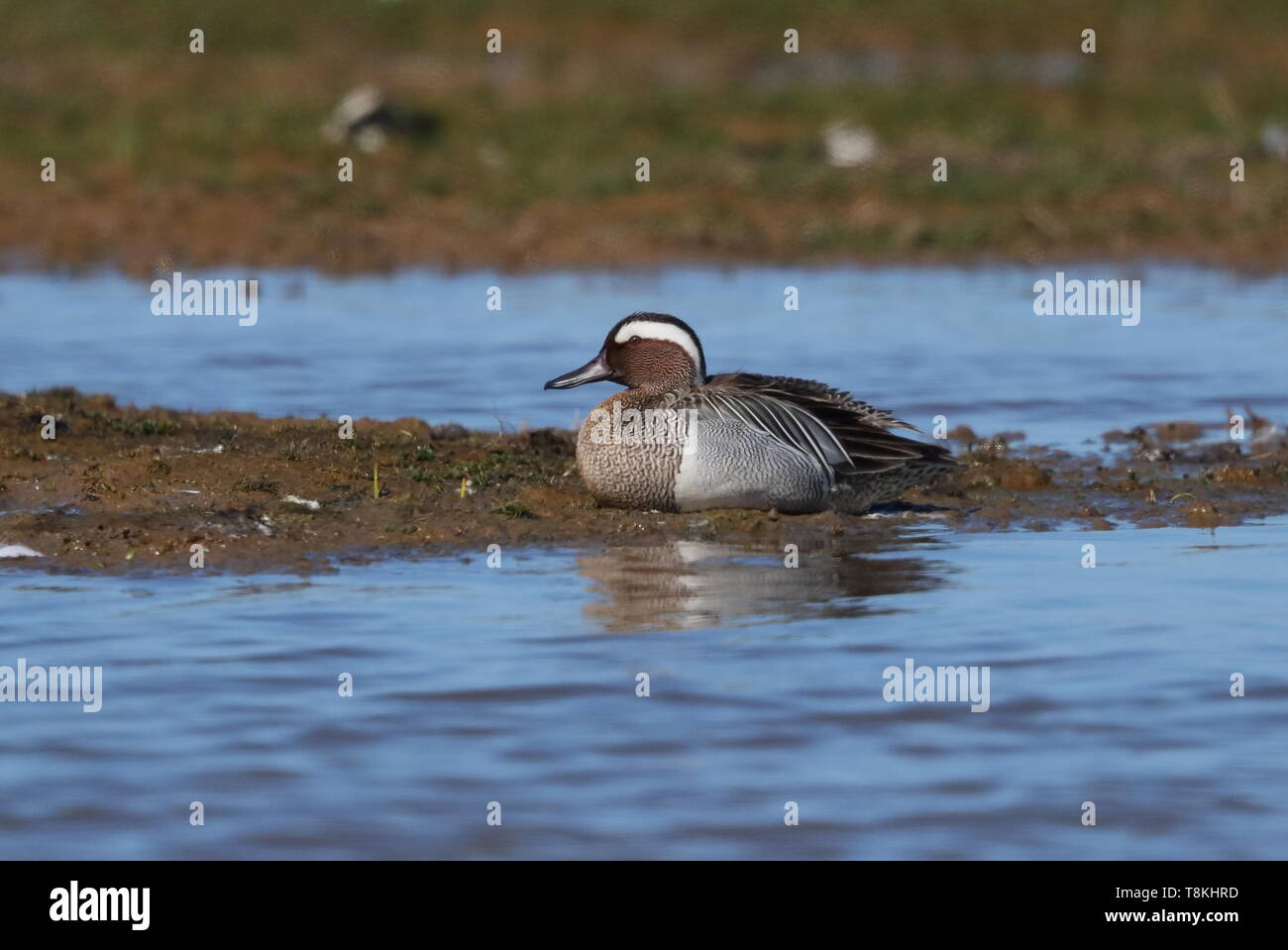 Garganey drake hi-res stock photography and images - Alamy
