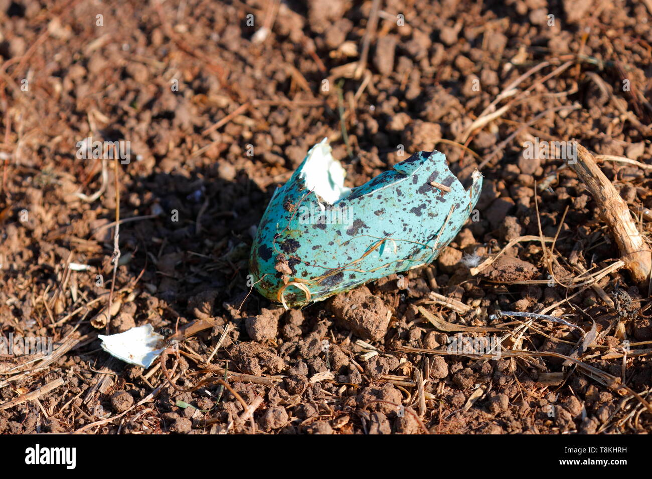 Guillemot egg on cliff hi-res stock photography and images - Alamy