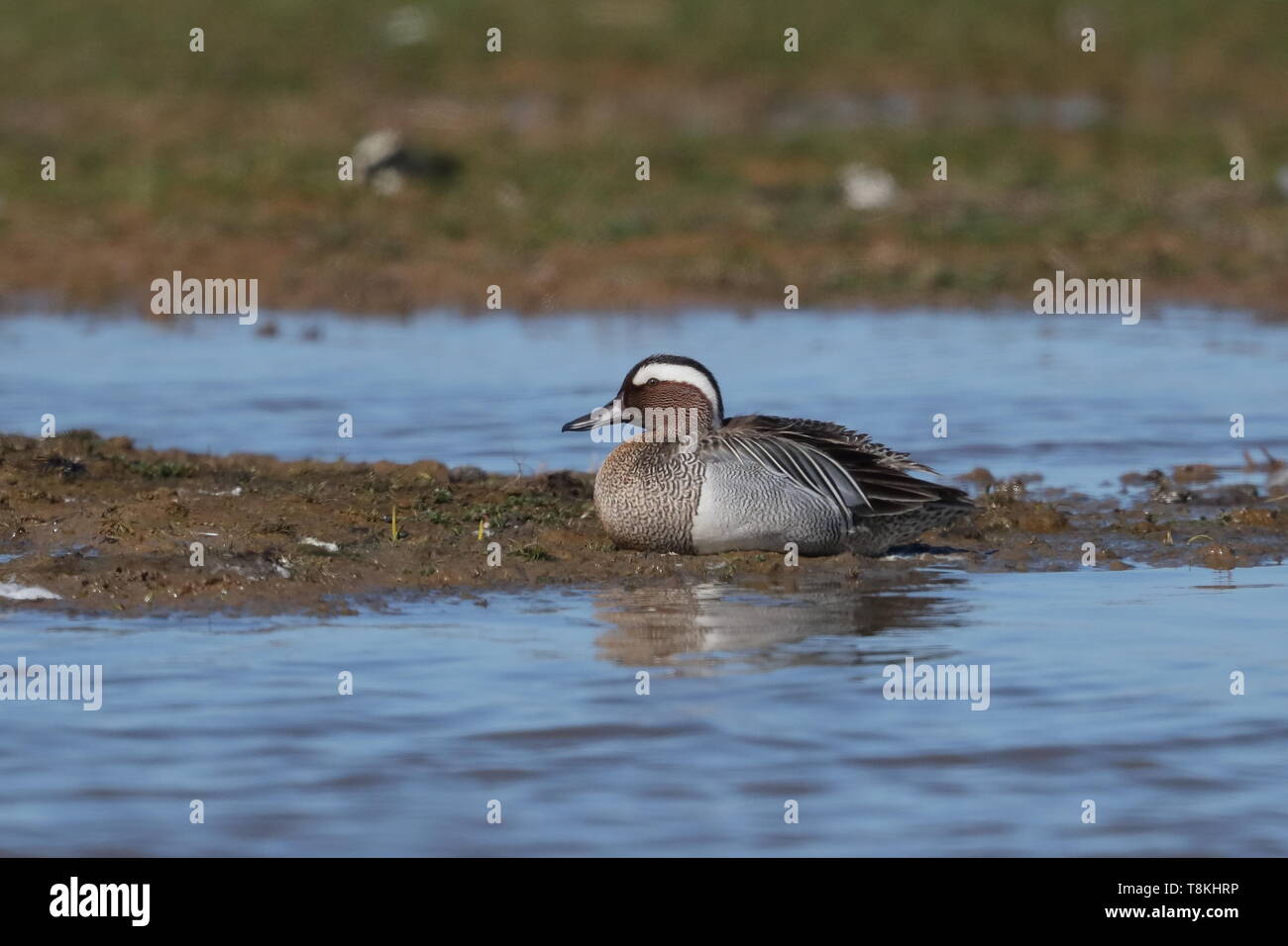 Garganey drake hi-res stock photography and images - Alamy