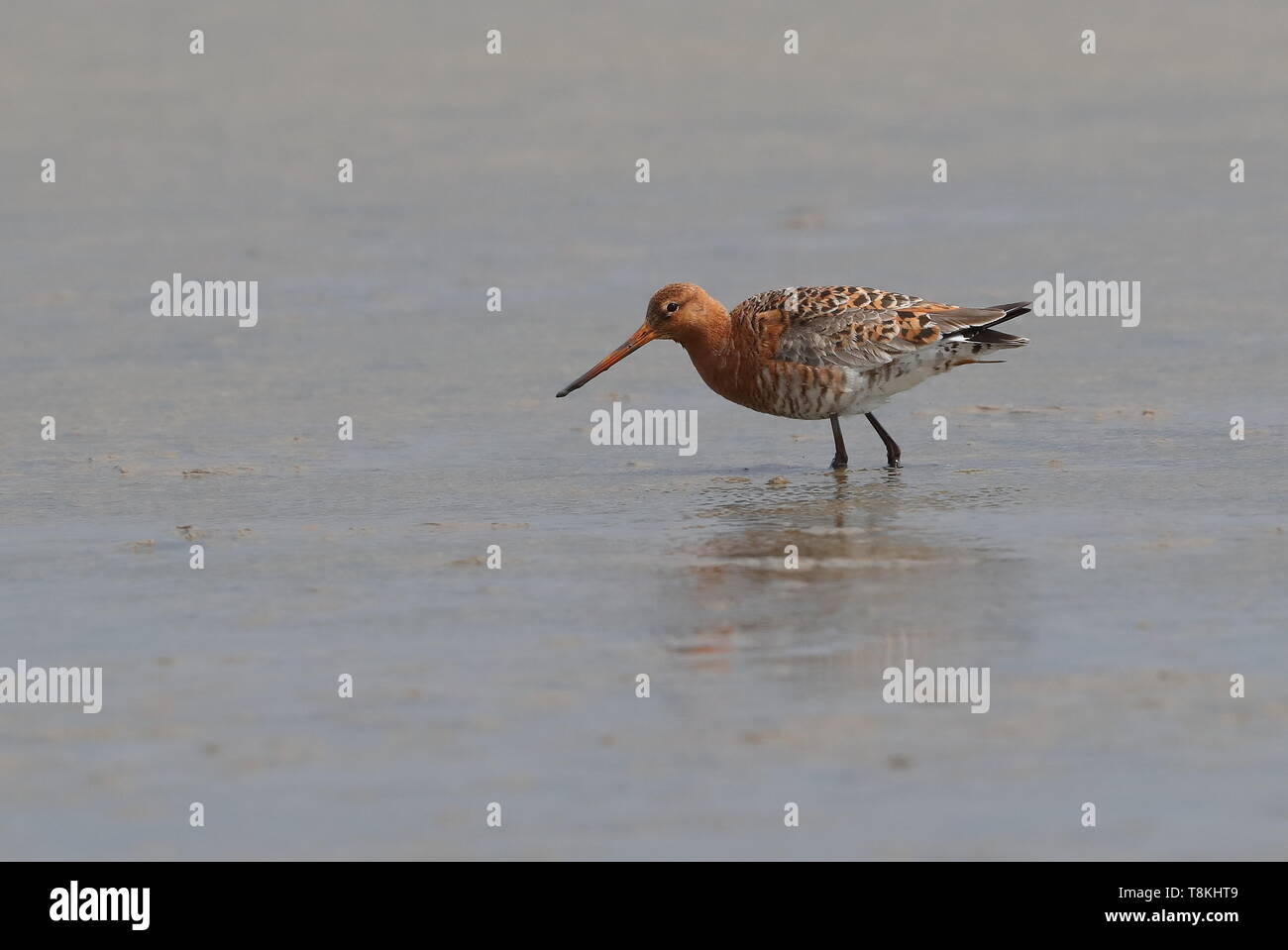 Summer Plumage Black-tailed Godwit Stock Photo - Alamy