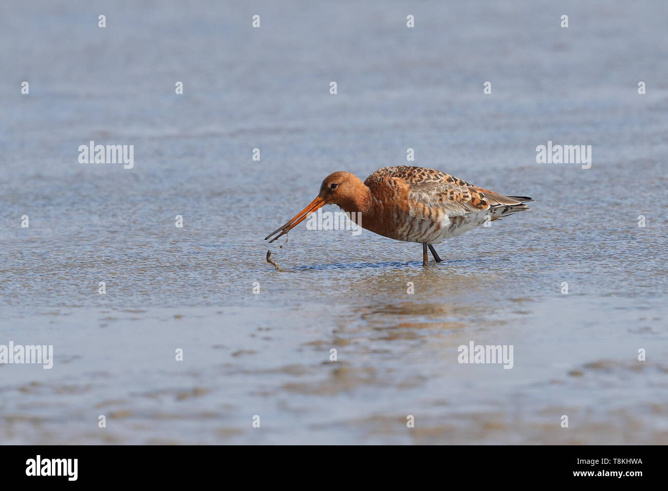 Summer Plumage Black-tailed Godwit Stock Photo - Alamy
