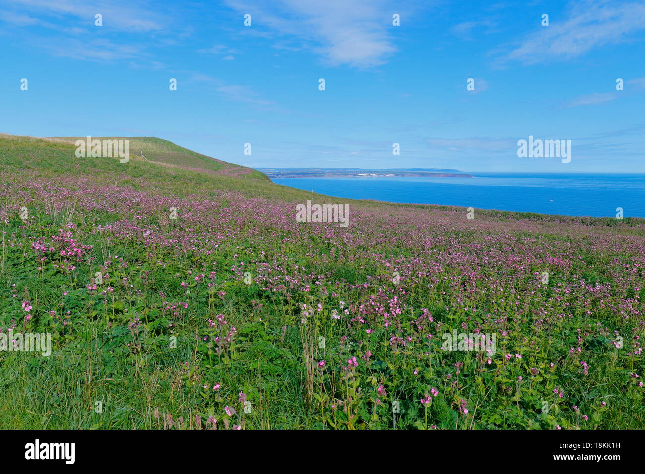 Filey coast hi-res stock photography and images - Alamy